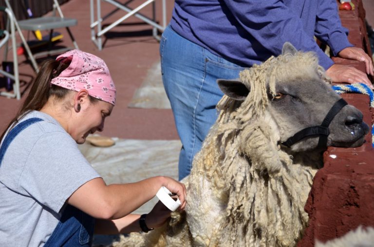 fun shearing sheep – RescEwe